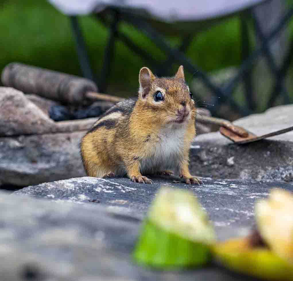 Curious Chipmunk – Jack Aylward Williams