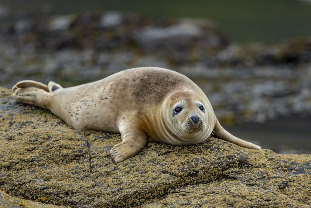 Ravenscar Seal Colony- August 20th 2018 – Jack Aylward Williams