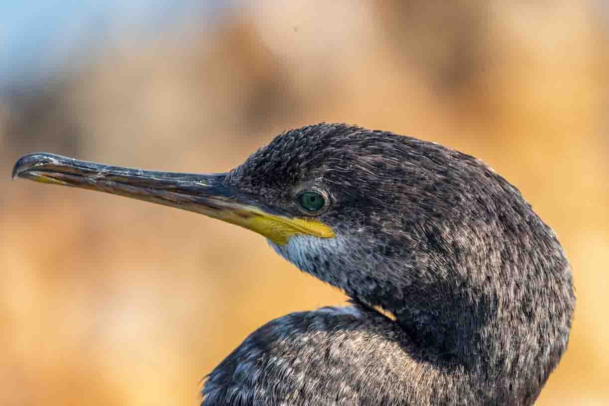 Wildlife – Jack Aylward Williams