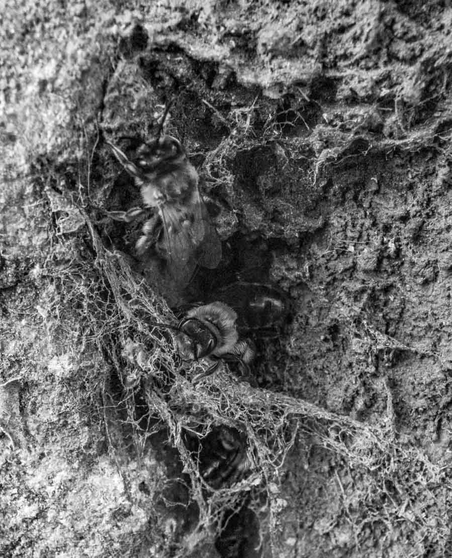 Wildlife – Jack Aylward Williams