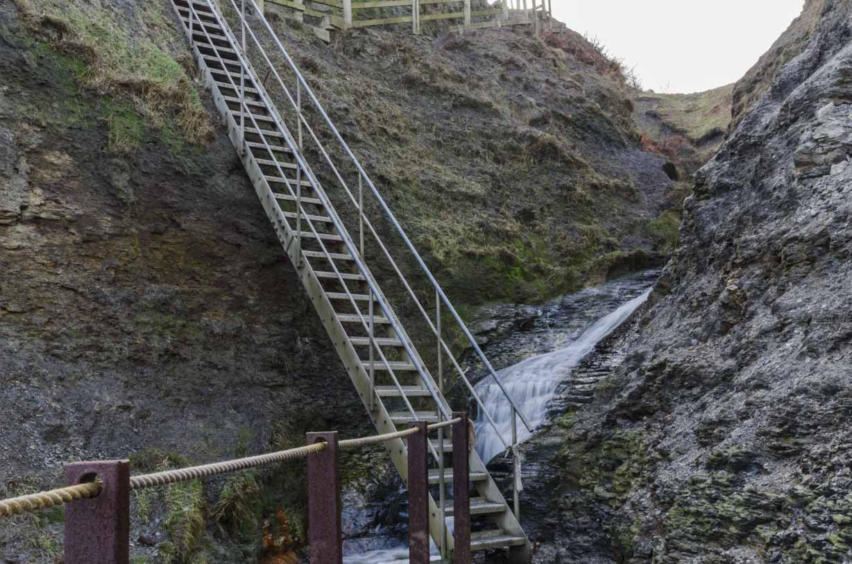 Wildlife – Jack Aylward Williams