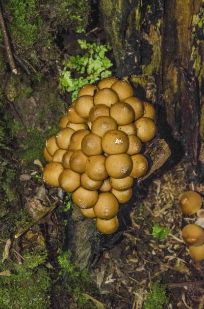 Fungal Cluster – Jack Aylward Williams